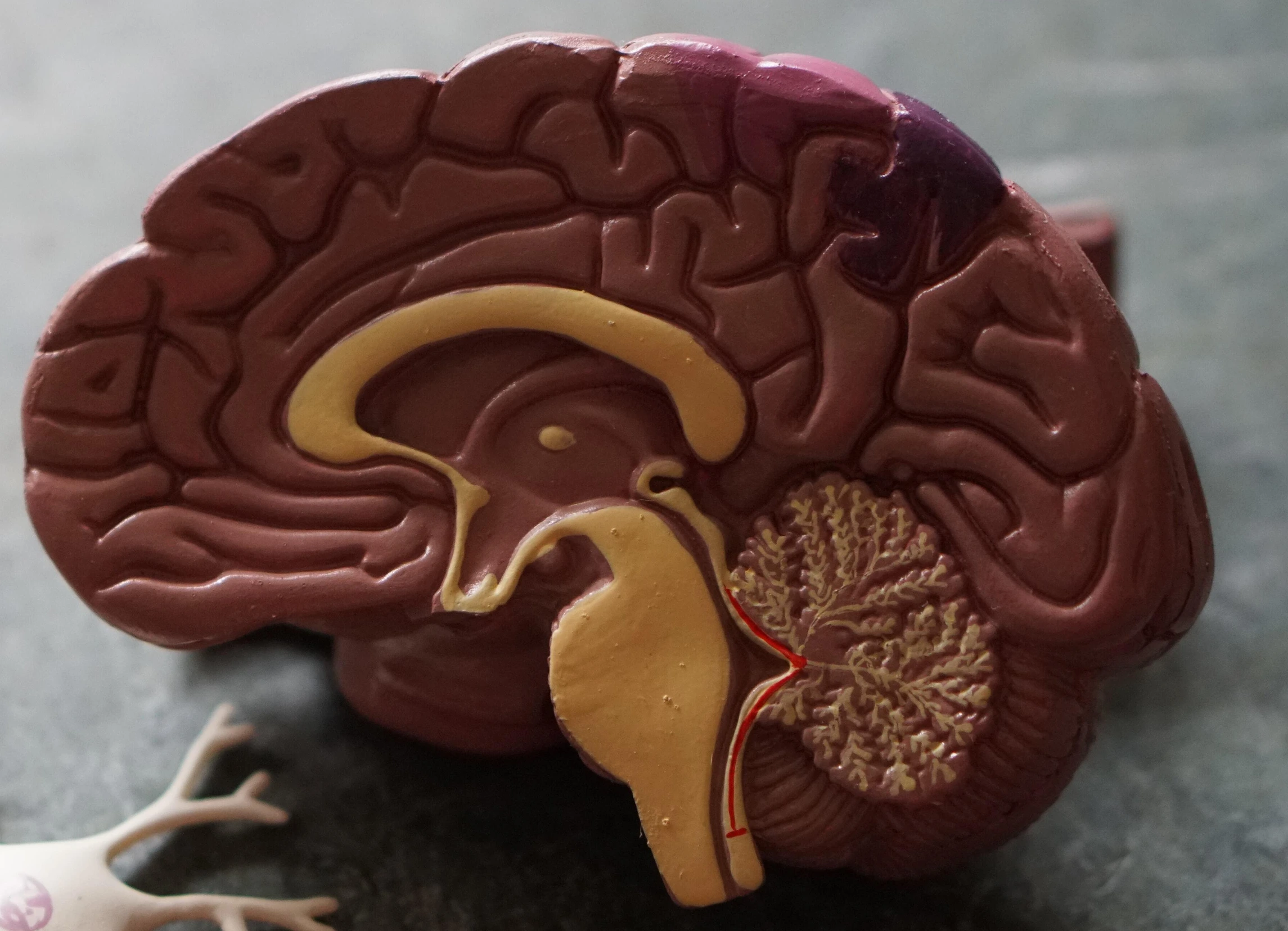 New insights into human brain development