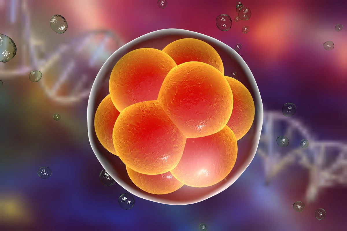 The use of embryo models to study development - a perspective