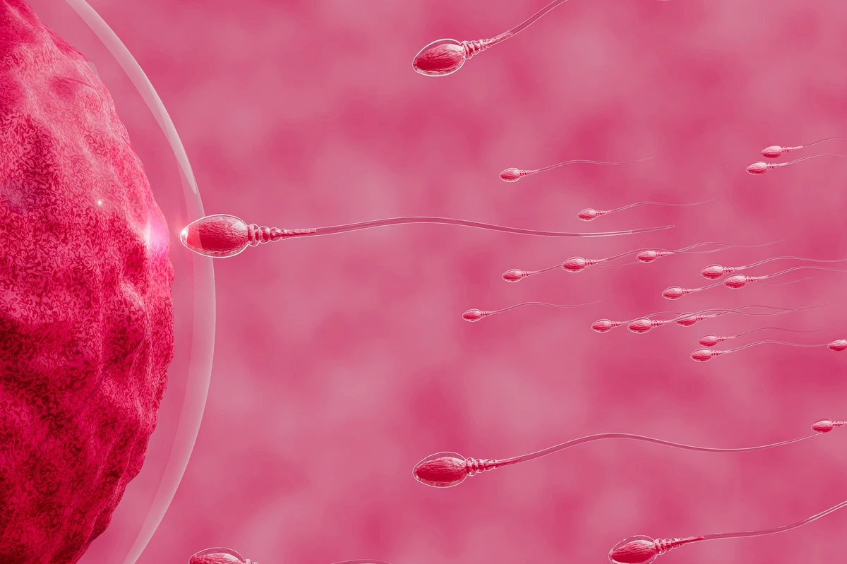 How DNA Self-Organizes in the Early Embryo