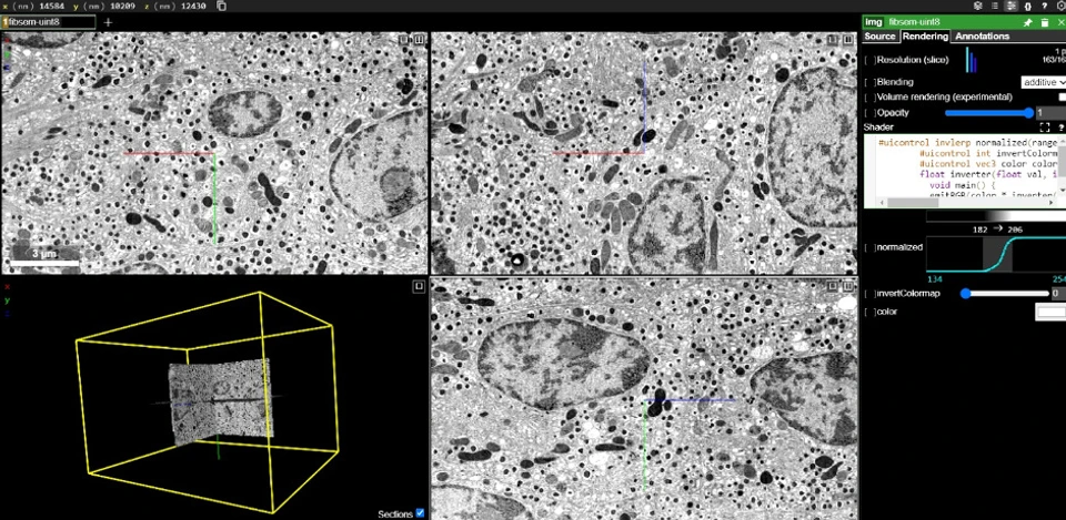 New Volume Electron Microscopy Atlas of Whole Cells and Tissues Published