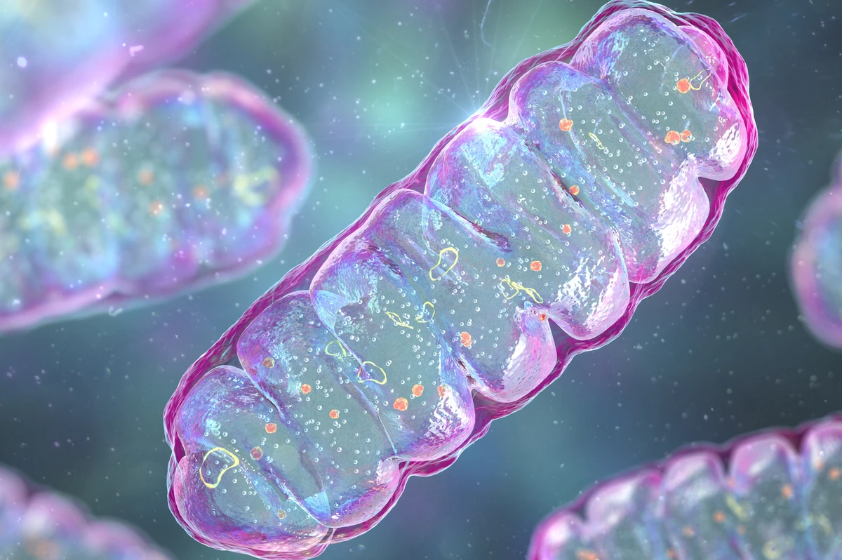 Mitochondrial DNA Regulation: The Connection between Cell Size and the ...