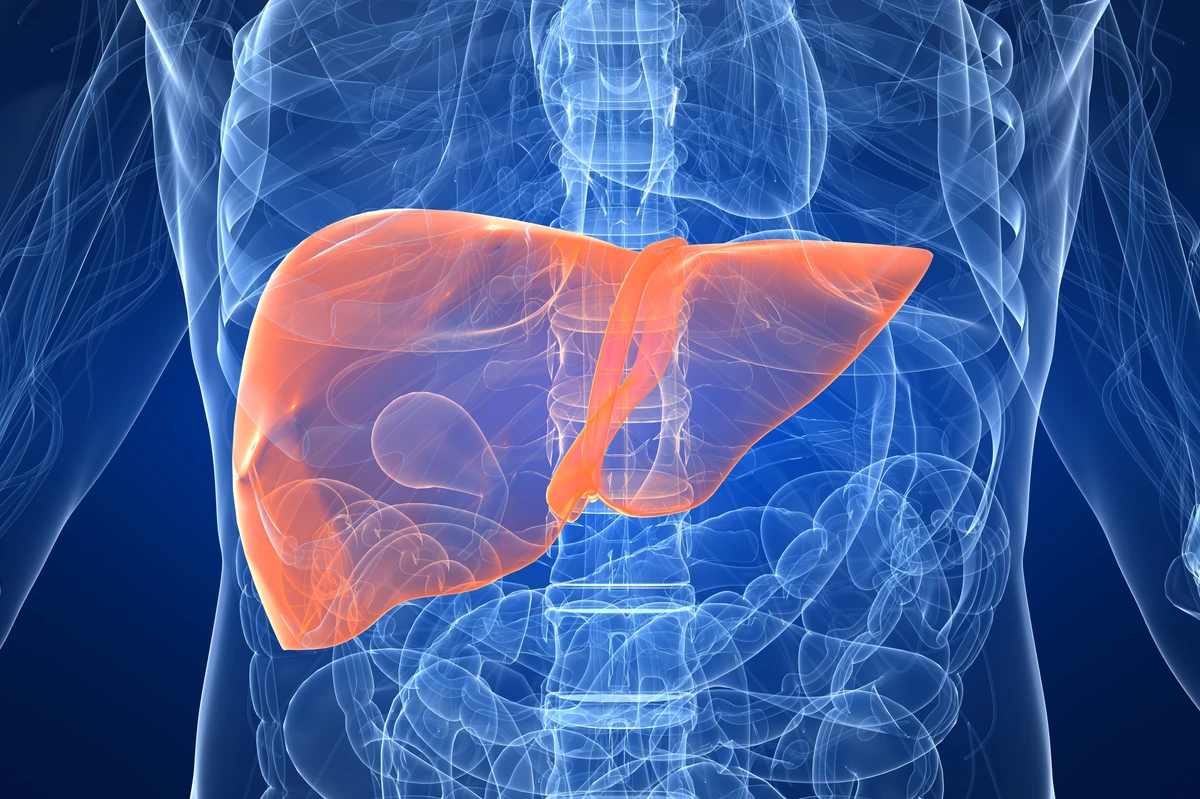 Cancer Cachexia: Liver Identified as Driver of Body Wasting