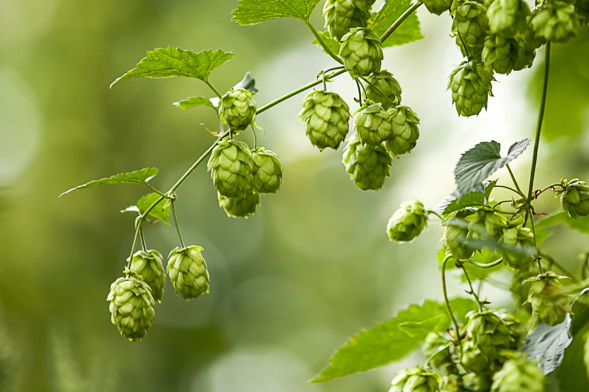 New Hope for Bavarian Hop Cultivation: PANHOP Project Aims to Breed ...