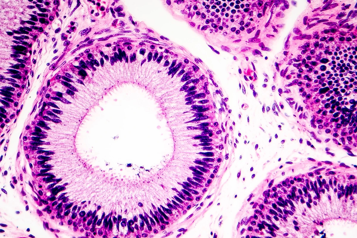 New Foundation Model Reveals How Cells Are Organized in Tissues